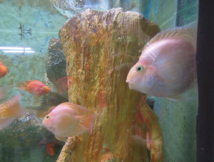 Manila Ocean Park: things to see and what to expect in this world-class ...