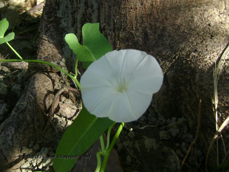 Swamp morning glory - Ipomoea Aquatica