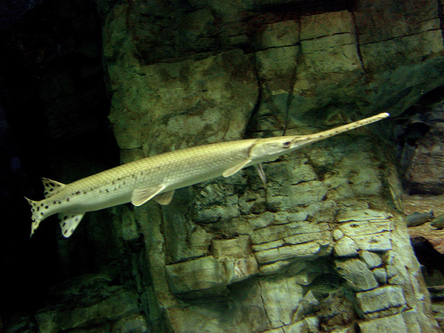 Gar