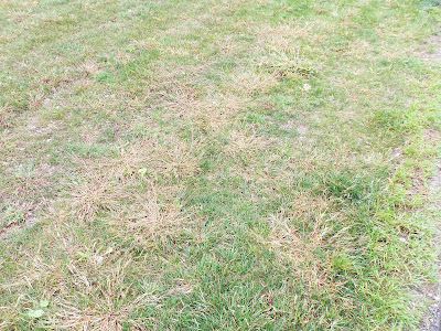 Leslie Park Golf Course: Traver Creek Project