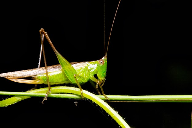 Extreme Macro Photography - Jefz Lim Photography