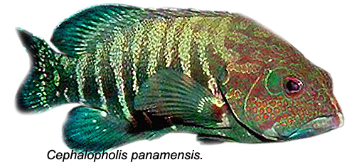 Akvaryum Balıkları.: Cephalopholis cruentata,Graysby grouper ...
