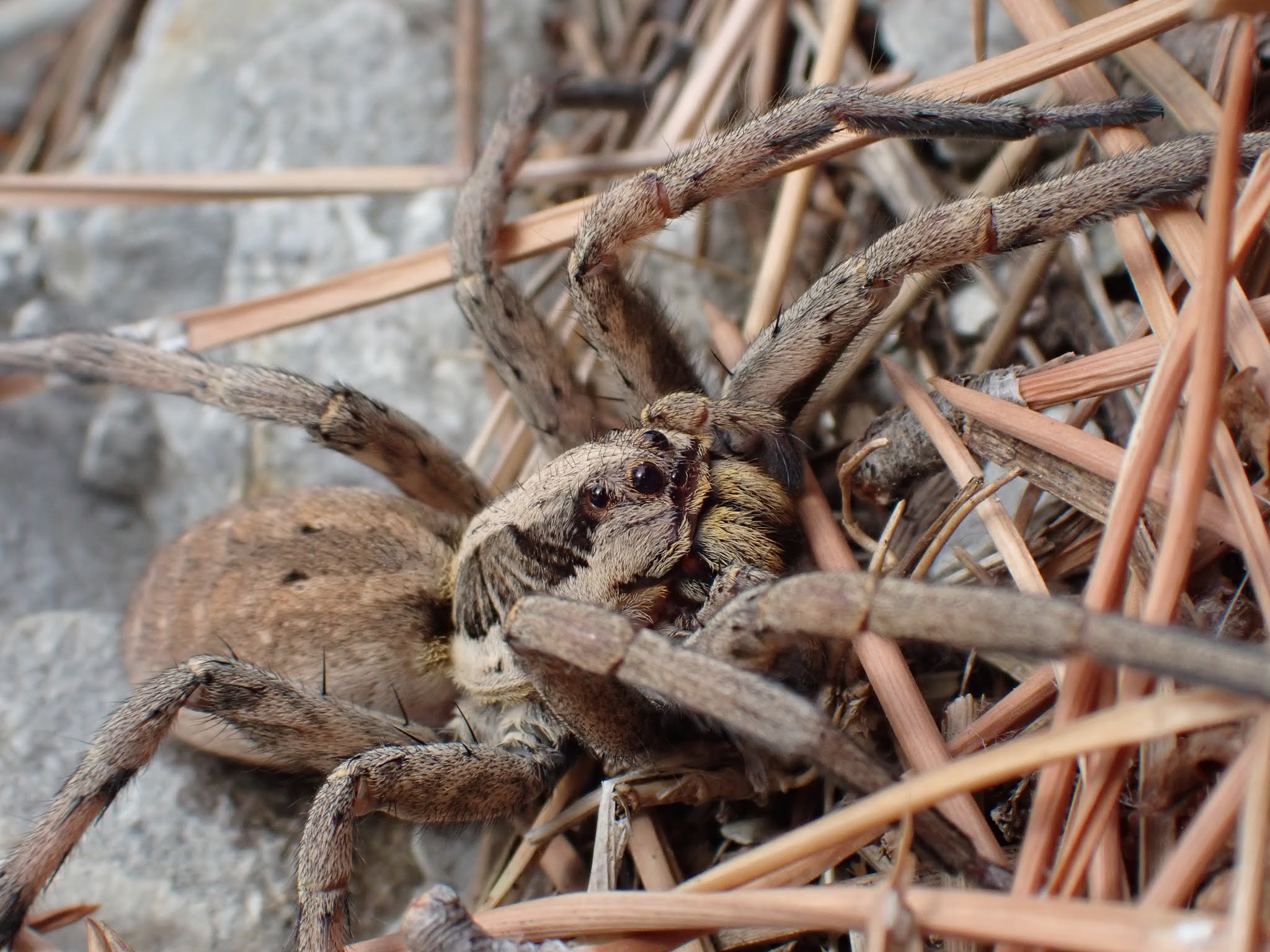 Spider Tales 9: Tarentules, tarentelles et mygales