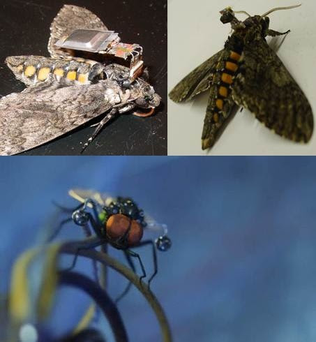 Insect Cyborgs - Biomechatronic Spies - Mechatronics Engineering