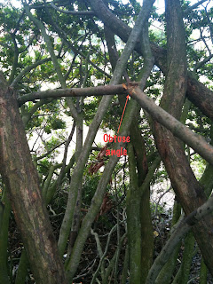 Outdoor Maths: Looking at different angles in nature | Creative STAR ...