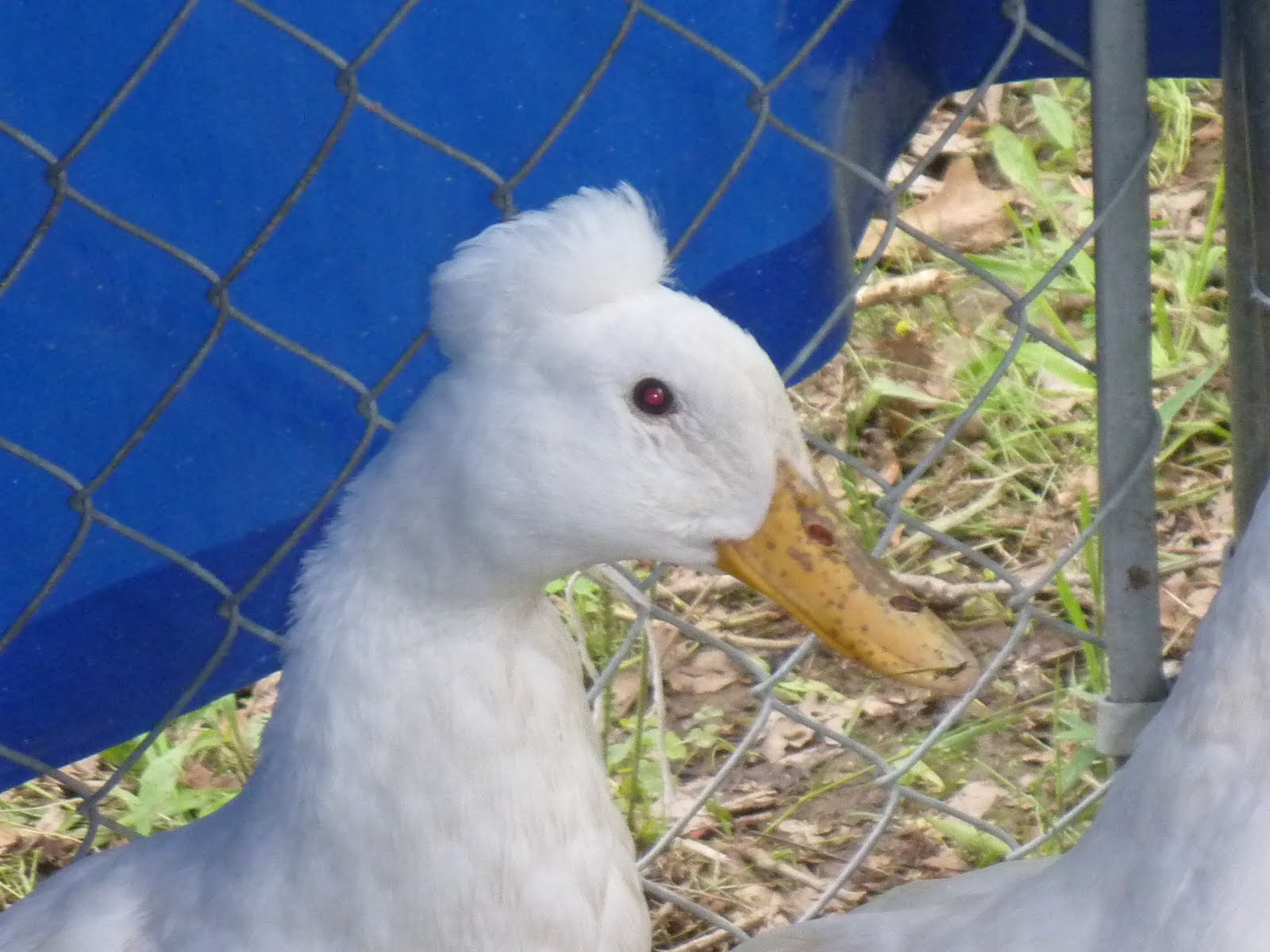 Seven Acre Ranch: Crested Ducks