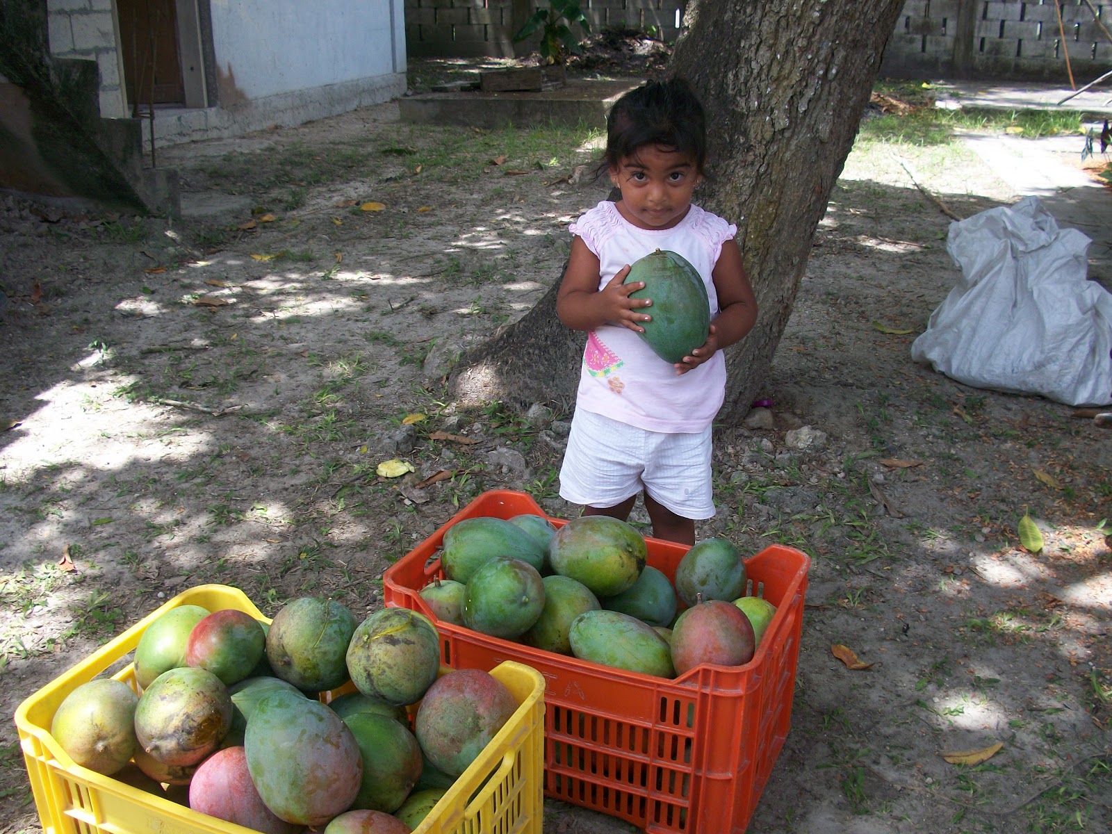 Leaning on the Everlasting Arms: How to Catch a Mango