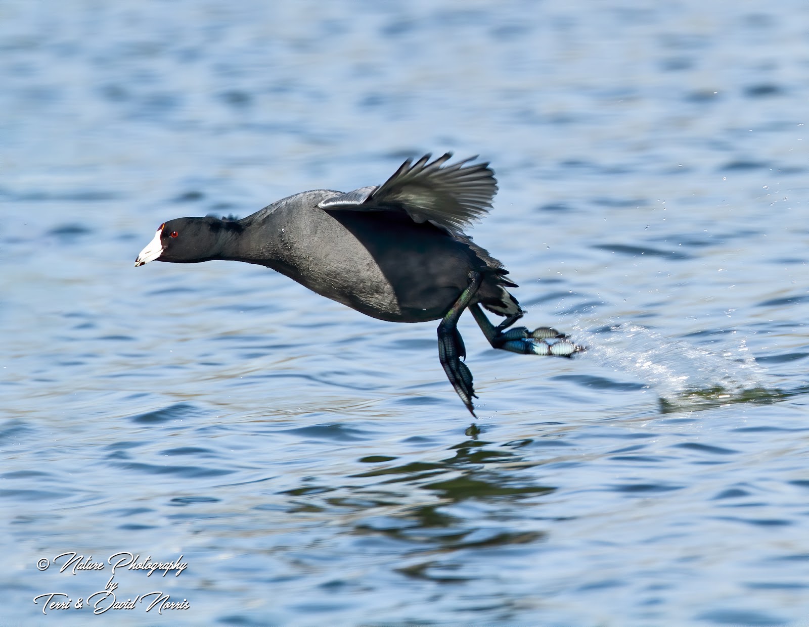 NatureShots by Terri & David Norris: Crazy Coots!