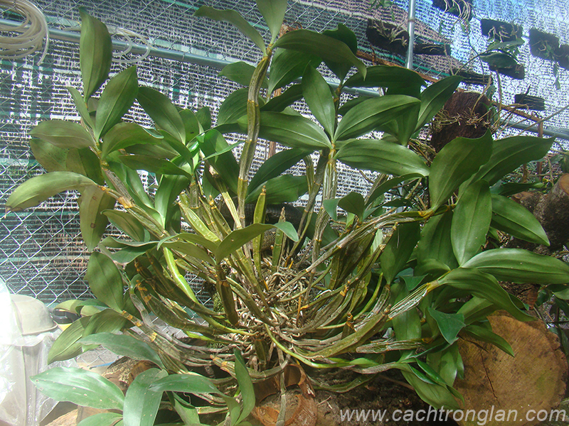 5 loại Lan Thủy Tiên - Kiều phổ biến: nên tìm hiểu để chơi - Cách Trồng Lan