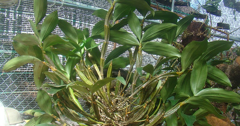 5 loại Lan Thủy Tiên - Kiều phổ biến: nên tìm hiểu để chơi - Cách Trồng Lan