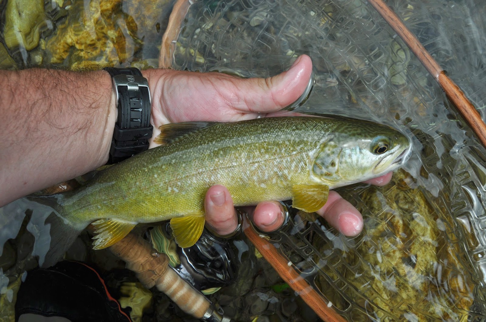 Sticky Ferrule: Marble trout and Adriatic Grayling in Slovenia