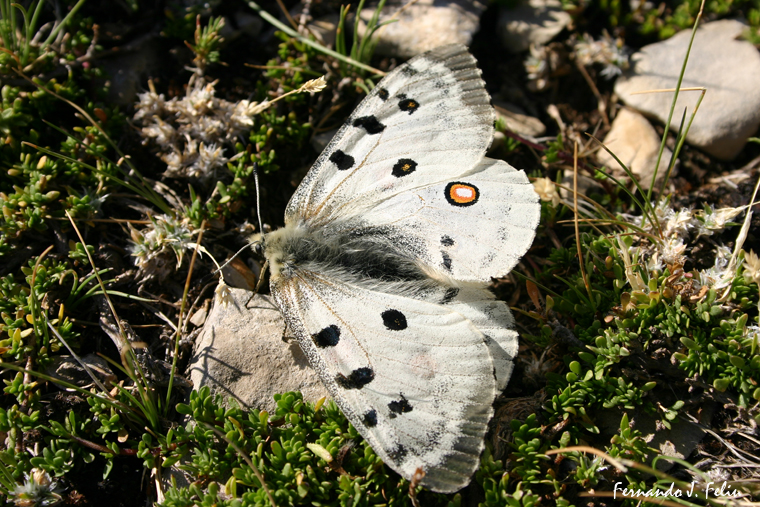 NATURALEZA Y MEDIO RURAL: MARIPOSA APOLO