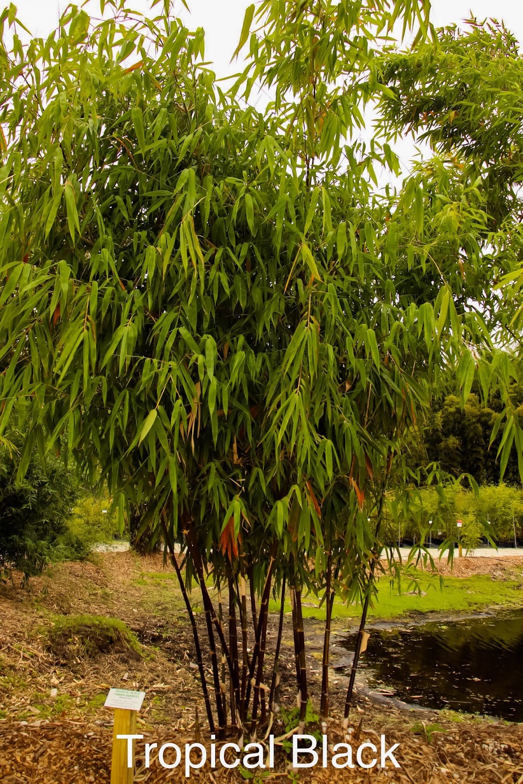 Welcome | Bamboo from Florida for Privacy & Beauty. Fast-Growing, Non ...