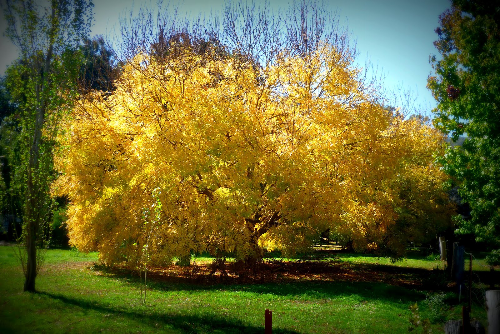 Where is Witchwae part 2: Valley of Liquid Amber trees