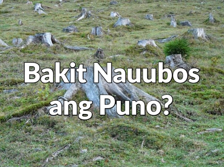 Magandang Sanhi Ng Punong Kahoy