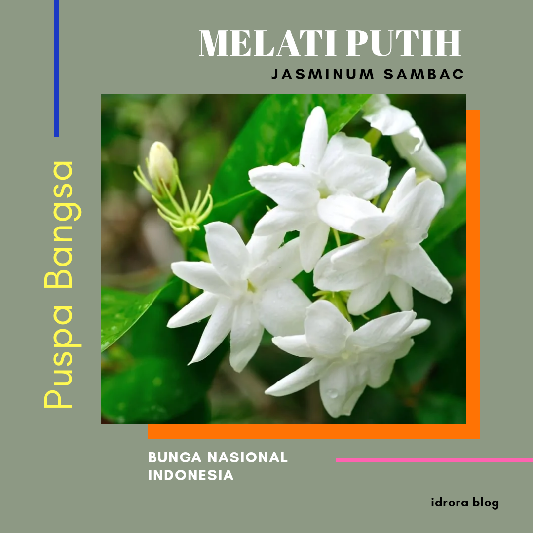 Ini Bunga Nasional Kita Mewakili Simbol Negara Indonesia - idrora