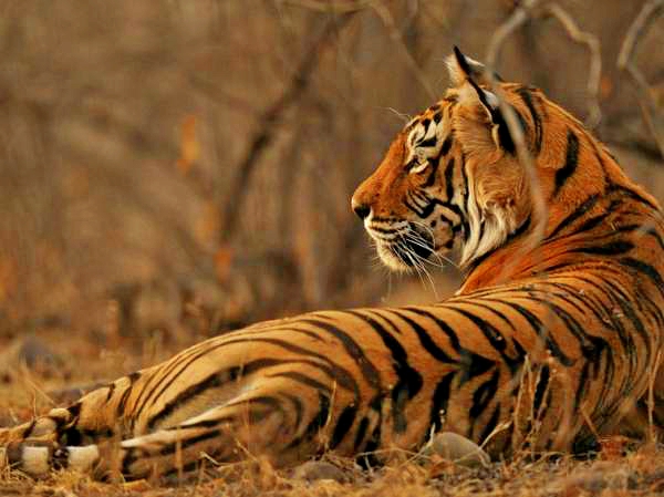 Indian Tiger Diaries: Machali - Lady of the Lakes