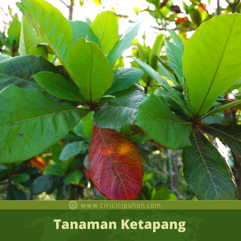 Hama Tanaman Ketapang yang Harus Diwaspadai Pembudidaya - Ciriciripohon.com