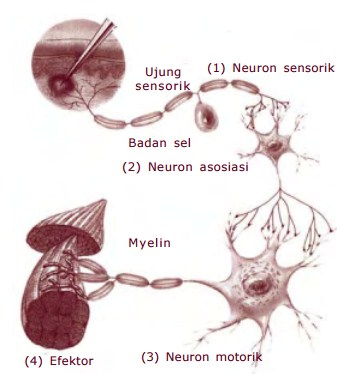 Sistem Koordinasi dan Alat Indra Pada Manusia - Kelas 9 - Antoncabon