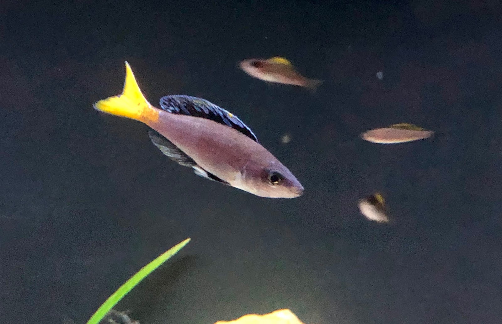 GVAC Tank Notes: The Sardine Cichlid by Chris Carpenter