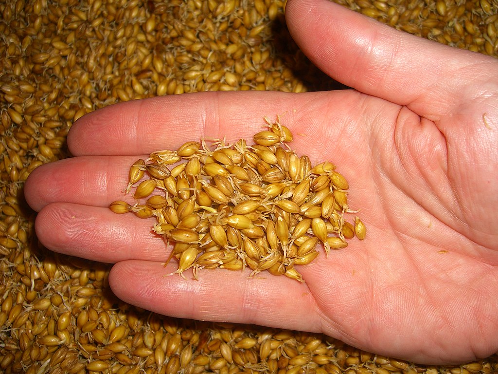 ancient malt and ale : origins of grain agriculture: some thoughts from ...
