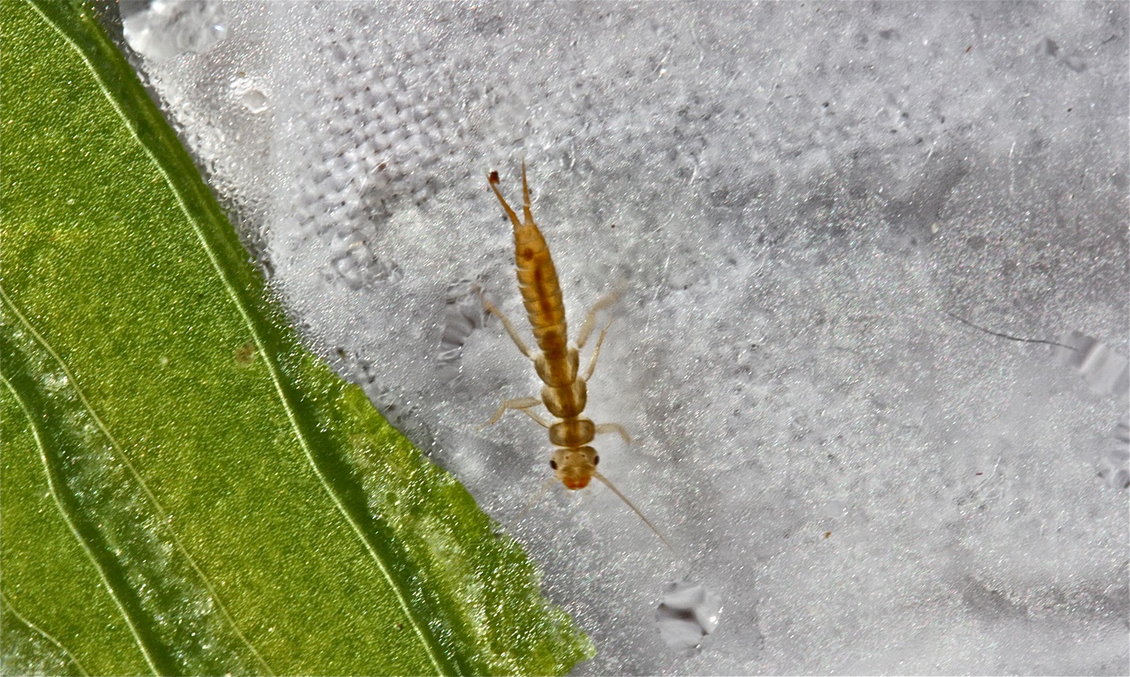 Aquatic Insects of Central Virginia: Another Stonefly Family Returns ...