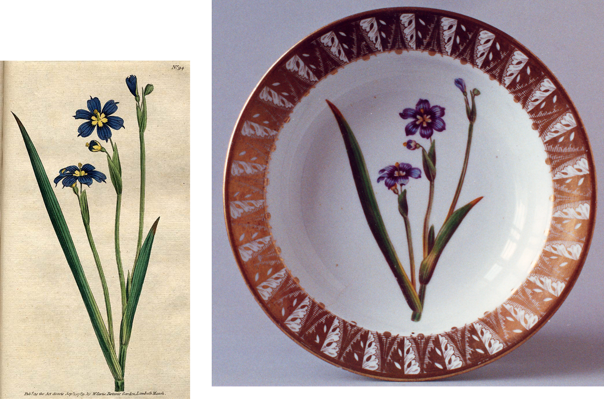 Spode History: Spode's pattern 1100 and Curtis's Botanical Magazine