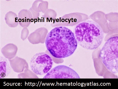 Lab Atlas: Eosinophil Myelocyte