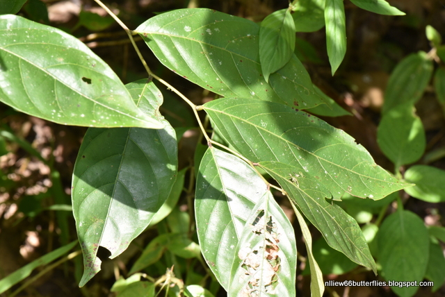 The Forested Path (and Beyond): BUTTERFLIES of RAUB: The Malay Staff ...