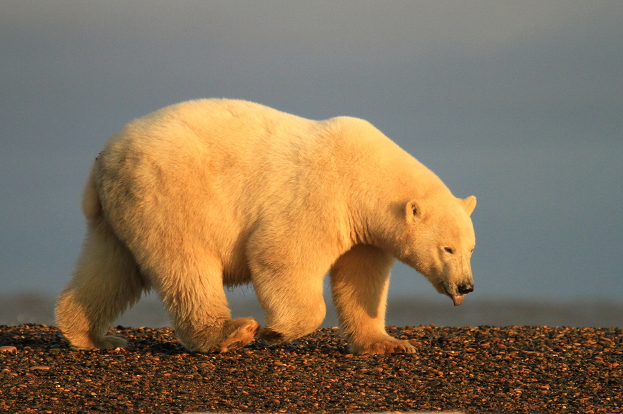Book Imagenes: Fondo HD OSo blanco