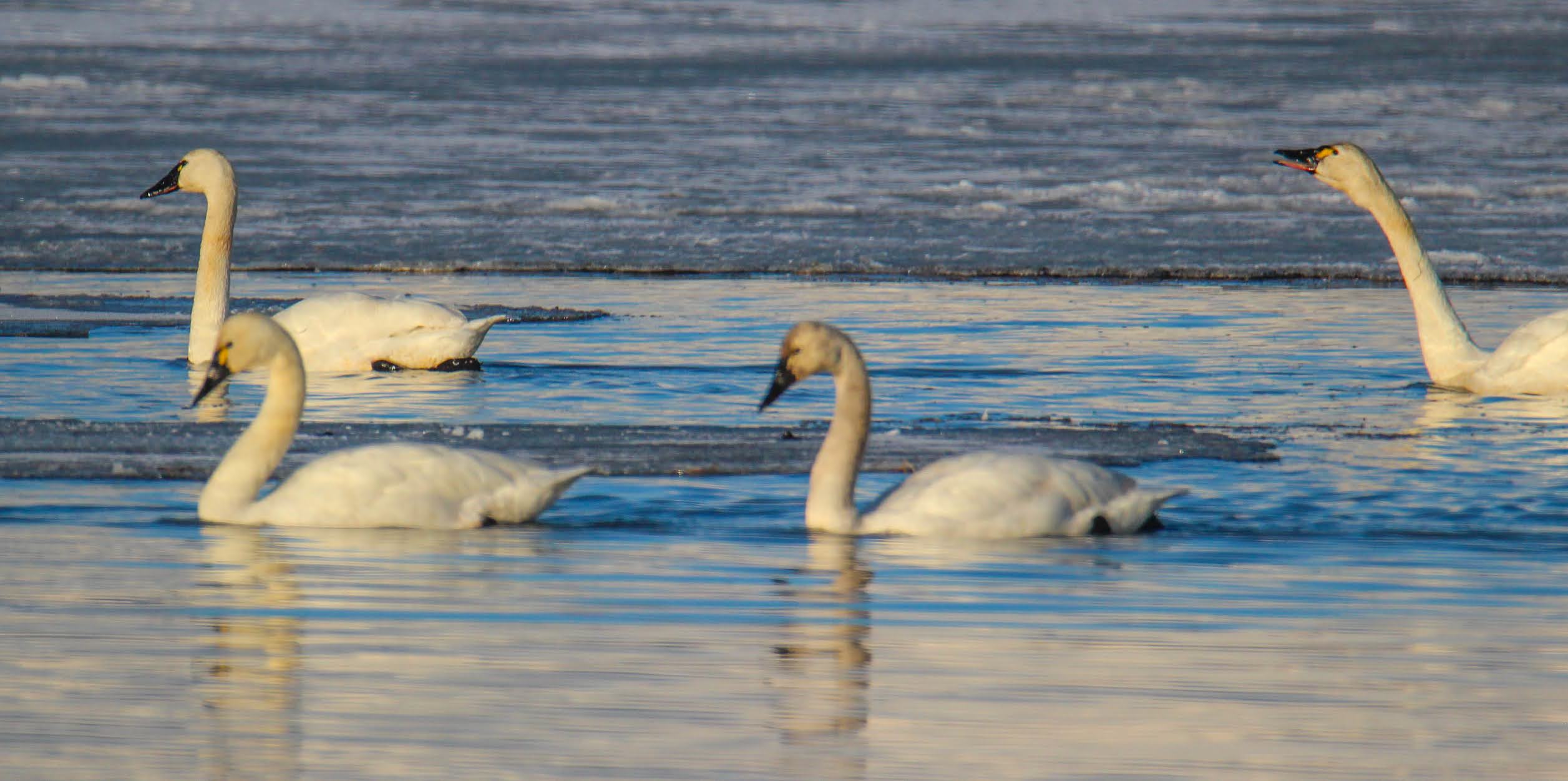 Cannundrums: Whistling Swan