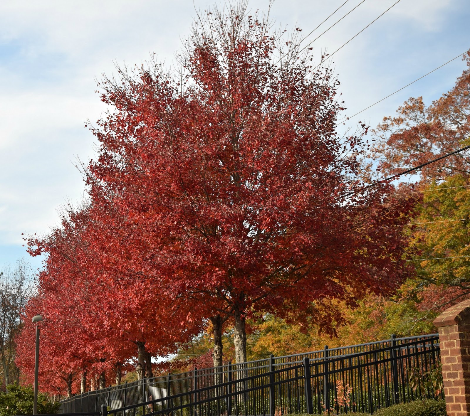Using Georgia Native Plants: Fall in Suburbia