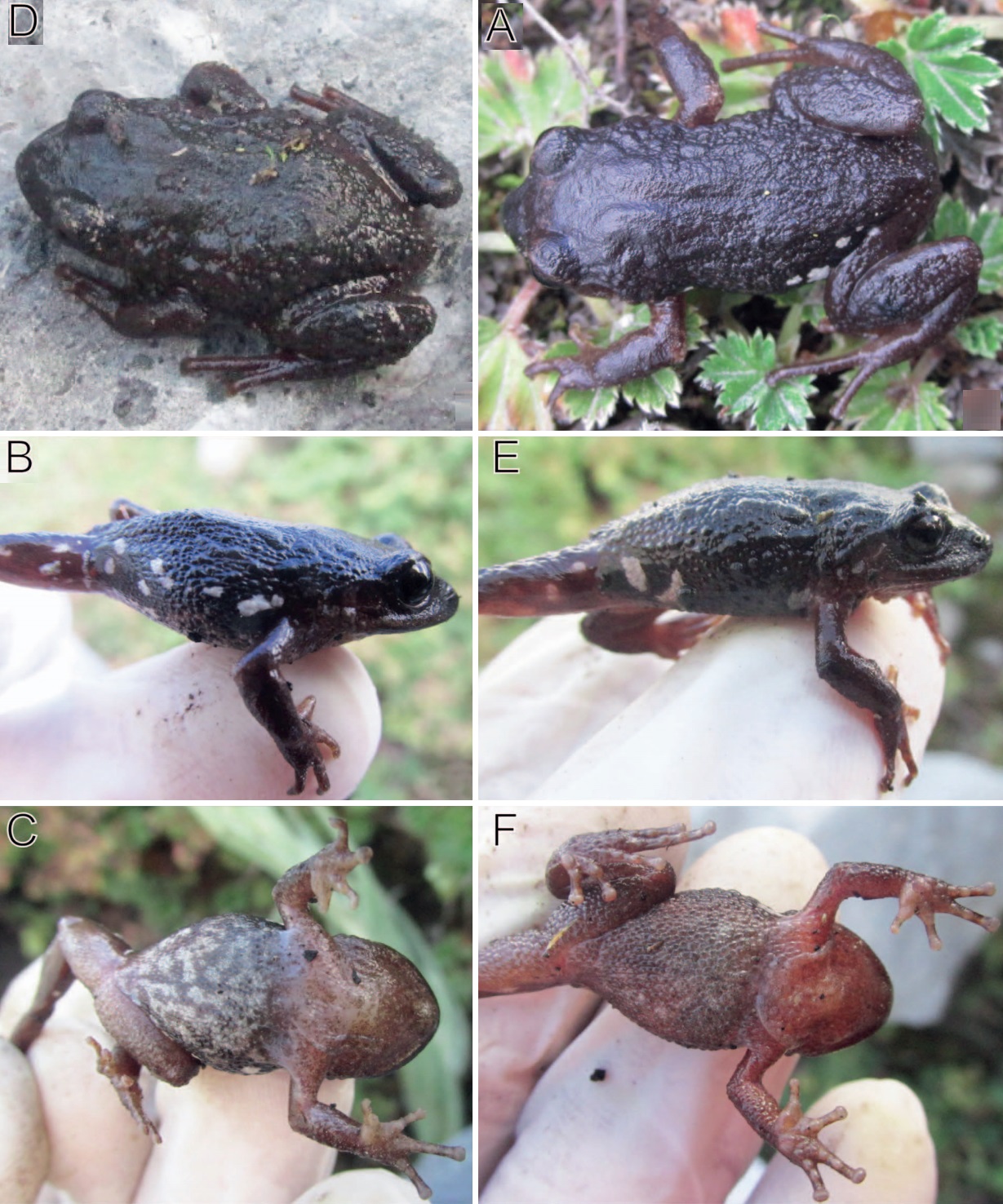 Species New to Science: [Herpetology • 2021] Pristimantis astralos • A ...