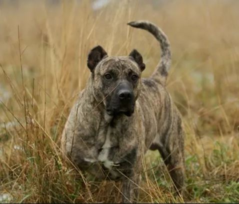 NUNCAJAMAS COCKER: EL CIMARRÓN URUGUAYO