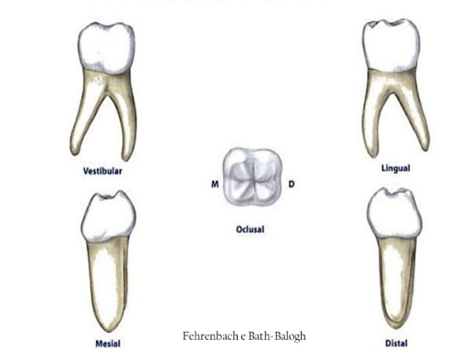 PRIMEIRO MOLAR INFERIOR PERMANENTE - RESUMO COMPLETO