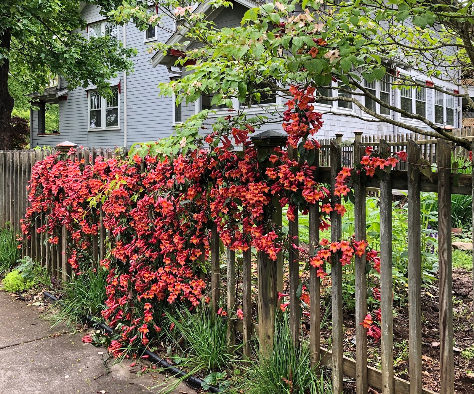 A beautiful crossvine