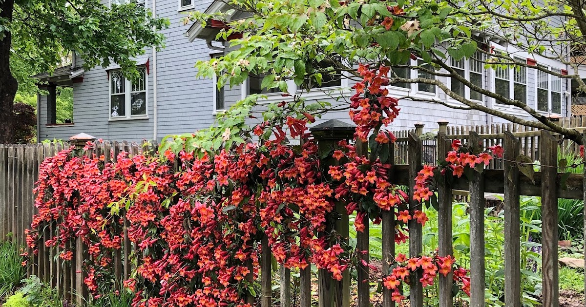 A beautiful crossvine