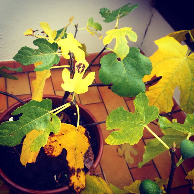 I'm an Outlaw, Not a Hero: How to: Overwintering Fig Trees