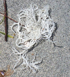 Southwest Florida Shoreline Studies: White seaweed