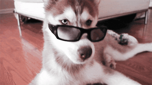 Perros, detectores de epilepsia