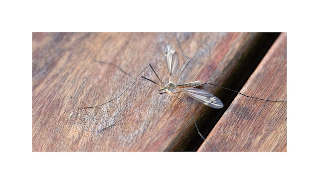 The Most Ferocious Animals in the World