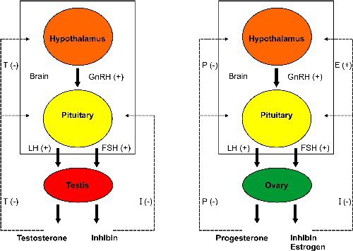 EXAMS AND ME : Chemistry Of Growth: Clomiphene Citrate