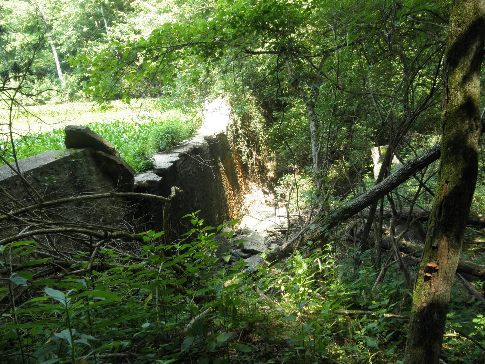 The Quest for a Less Predictable Life: Mitchell Memorial Forest and ...