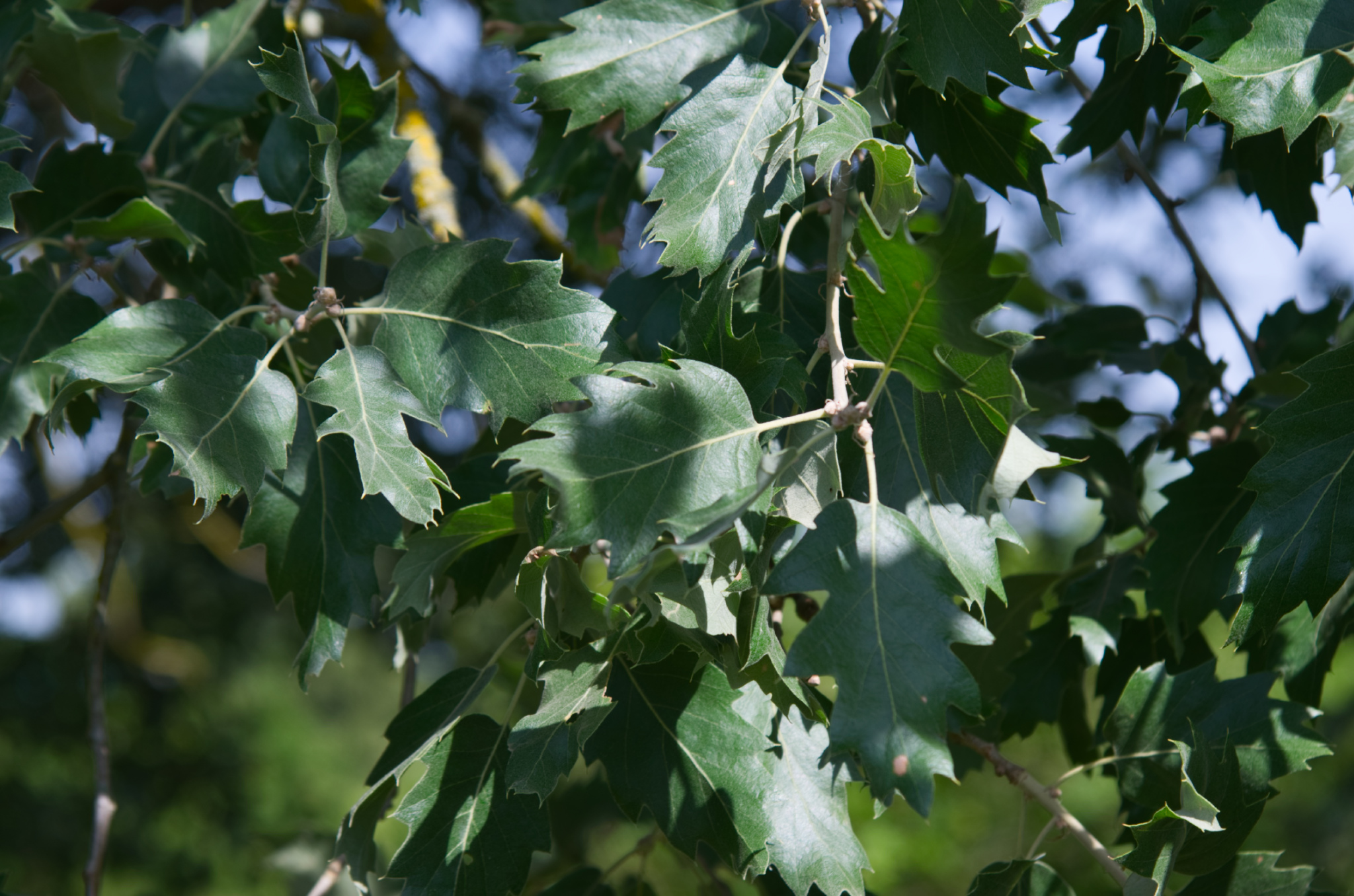 Quercus ithaburiensis ssp. macrolepis - Vallonea-Eiche