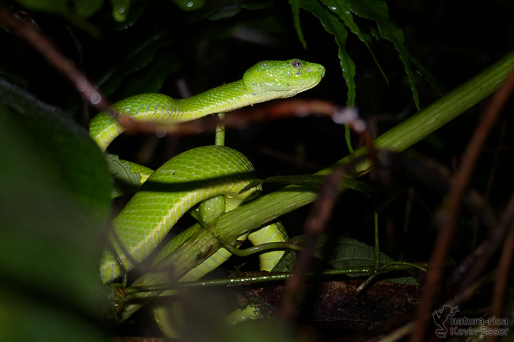 nature photography + herping : CR - Reptiles