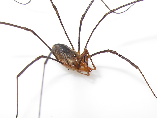 BugBlog: Male harvestman