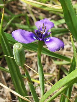Argentina nativa: Tres puntas (Herbertia lahue)