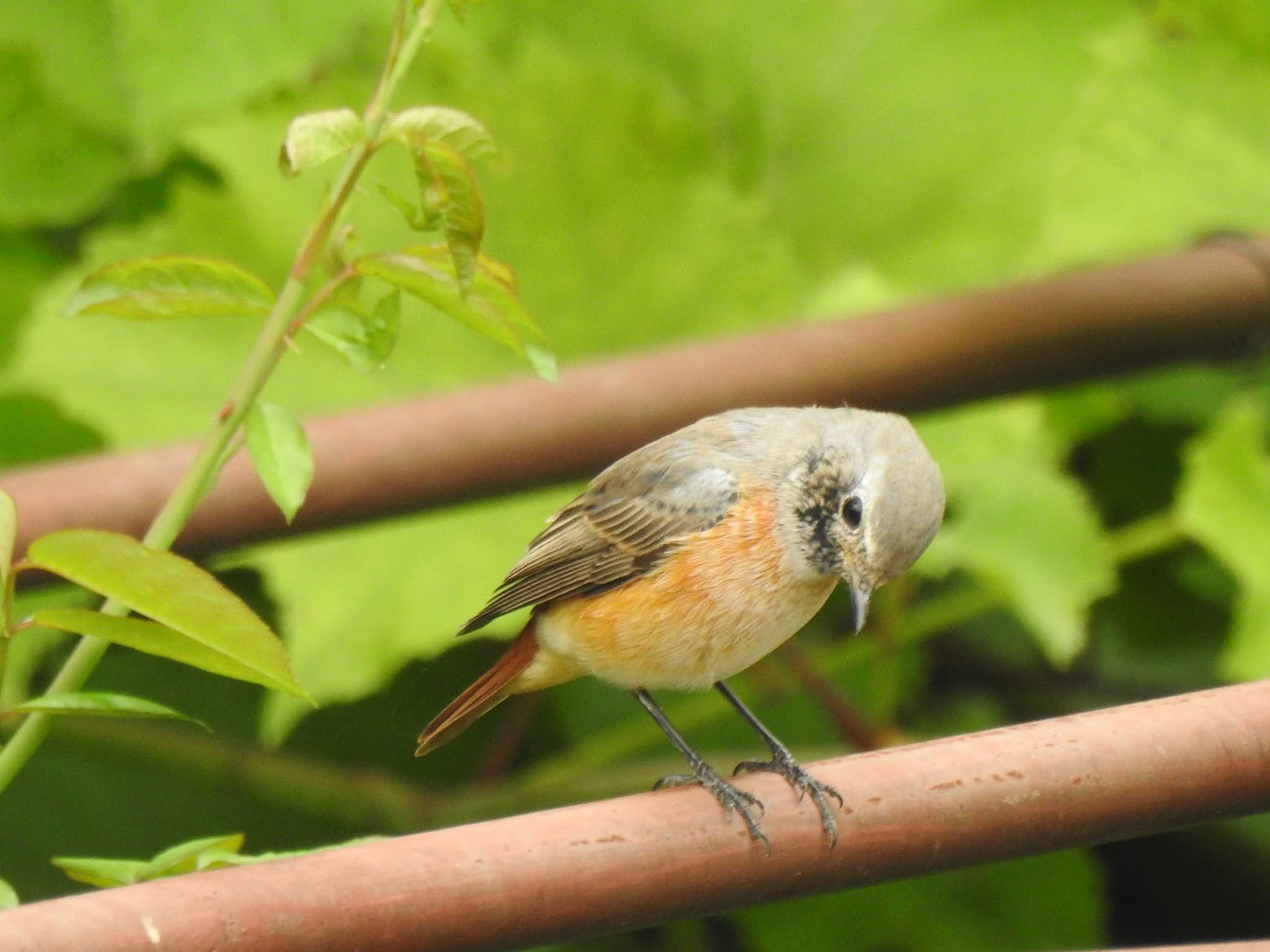 PASARI DIN ROMANIA: CODROSUL DE PADURE (1), Phoenicurus phoenicurus