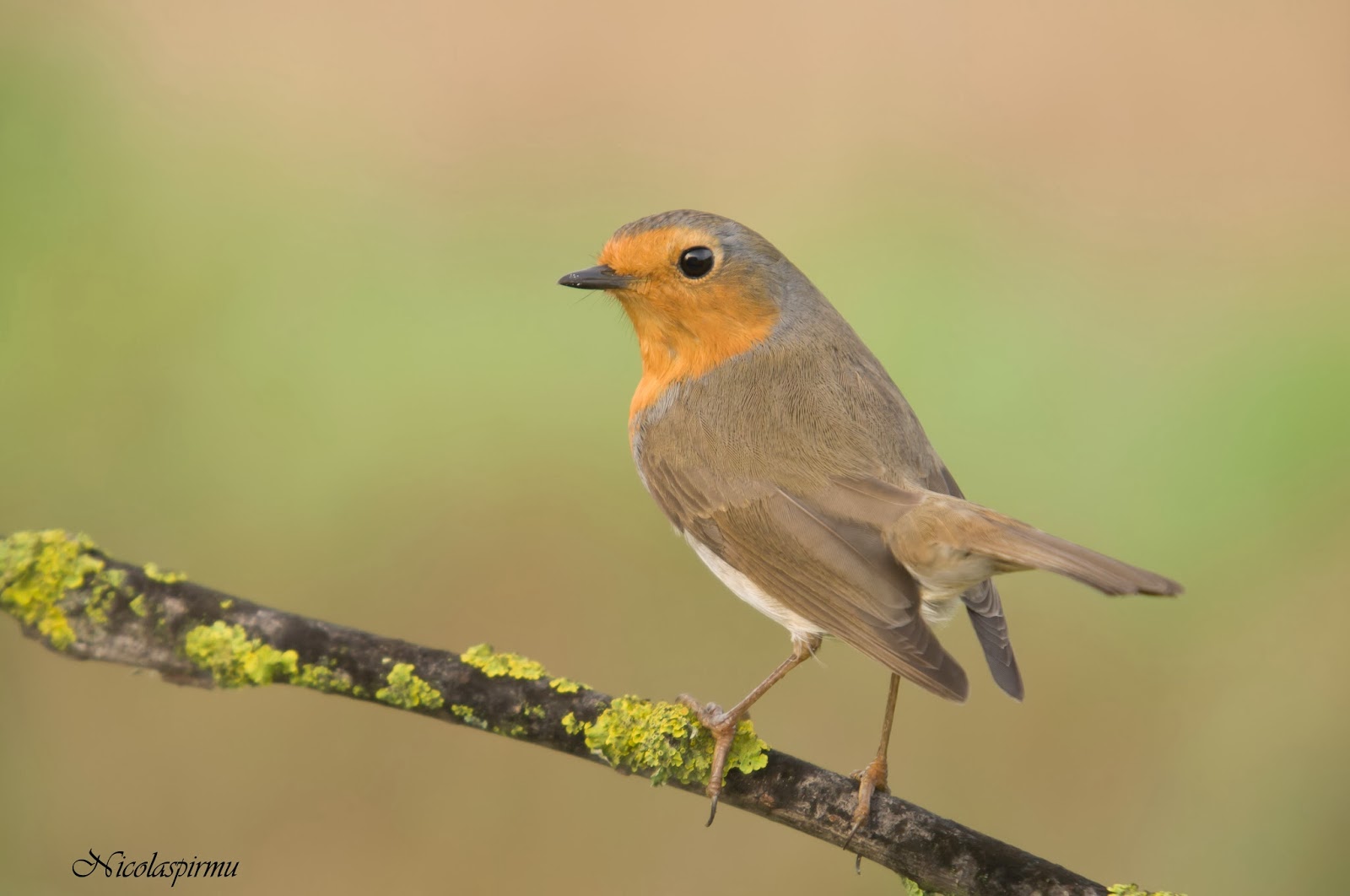 ALADOS_EXTREMADURA_NATURAL: PETIRROJO ( Erithacus rubecula )