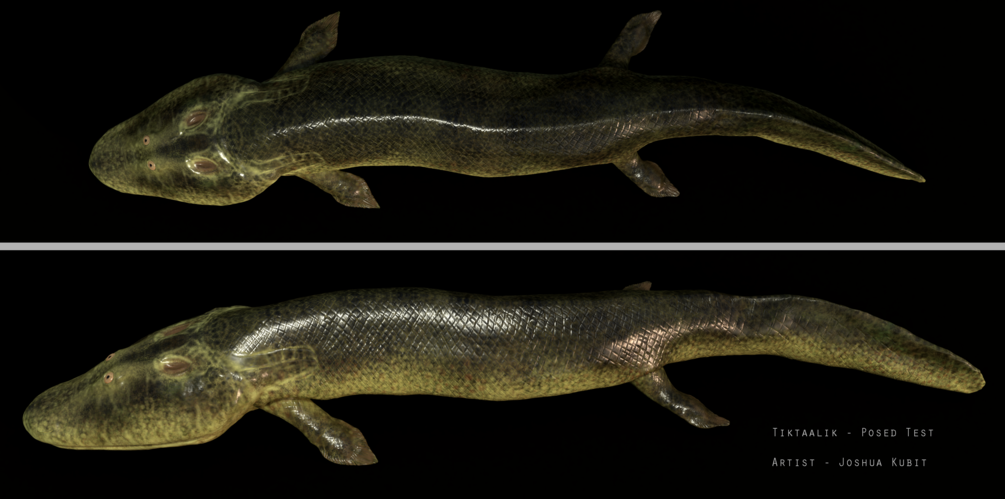 Animation Buffet: Tiktaalik Roseae